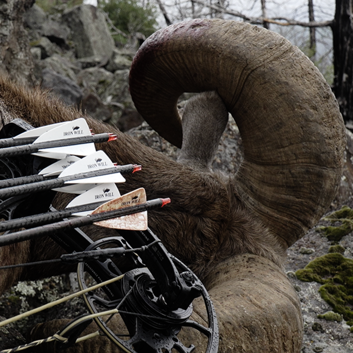 Iron Will 2.5 Vanes – Iron Will Outfitters