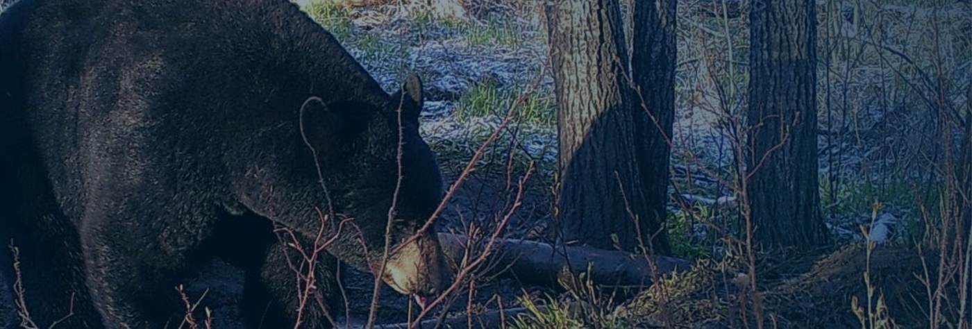 Best Broadheads for Bear Hunting – Iron Will Outfitters